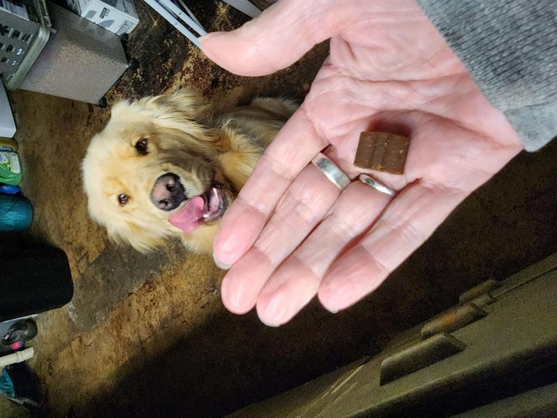 Discontinued - SOLID GOLD Berry Balance Urinary Tract Health Bacon ...