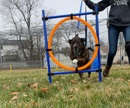 TRIXIE Agility Dog Training Ring - Chewy.com