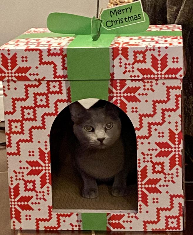 FRISCO Holiday Gift Box Cardboard Cat House - Chewy.com