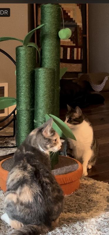 Out of Stock - FRISCO Lucky Bamboo 35.5" Cat Scratching Posts with Toys ...