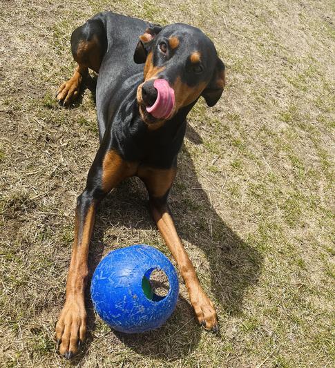 JOLLY PETS Teaser Ball Dog Toy, Blue, 10-in - Chewy.com