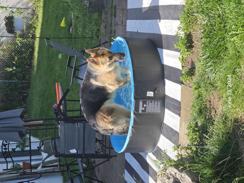 YAHEETECH Foldable Pet Pool, Blue, Large, 47.5-in - Chewy.com