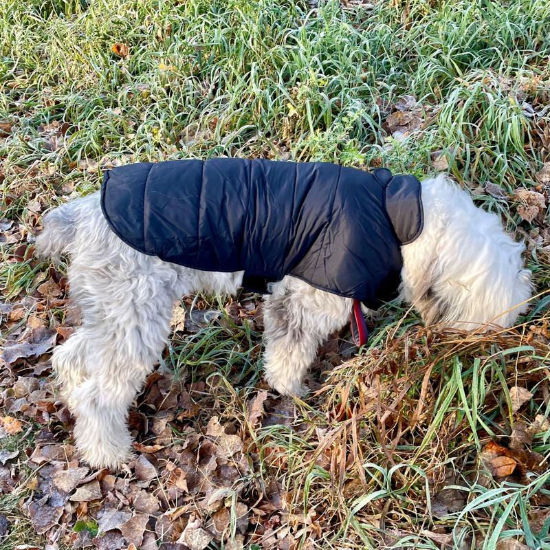 FRISCO Lightweight Basic Dog & Cat Puffer, Green, Large - Chewy.com