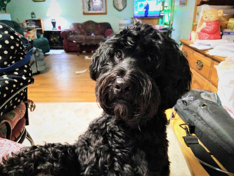 VICTOR Select Ocean Fish Formula Dry Dog Food, 5-lb bag - Chewy.com