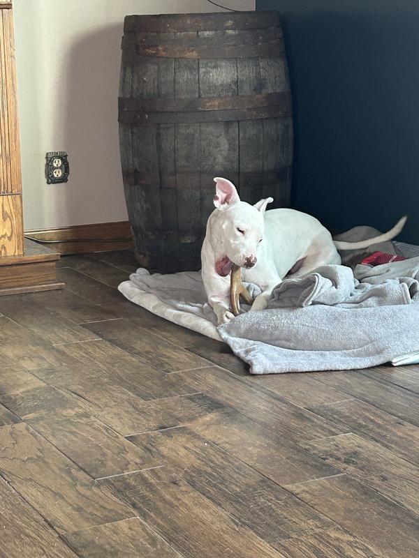 BENEBONE 2-Pack Wishbone Fishbone Dog Chew Toy, Large - Chewy.com