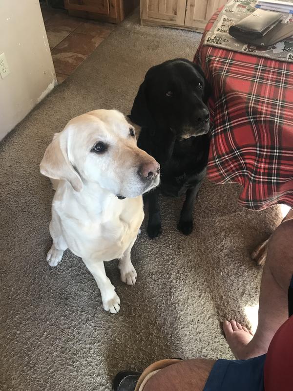 JINX Beef & Bone Broth Biscuits Crunchy Dog Treats, 16-oz bag - Chewy.com