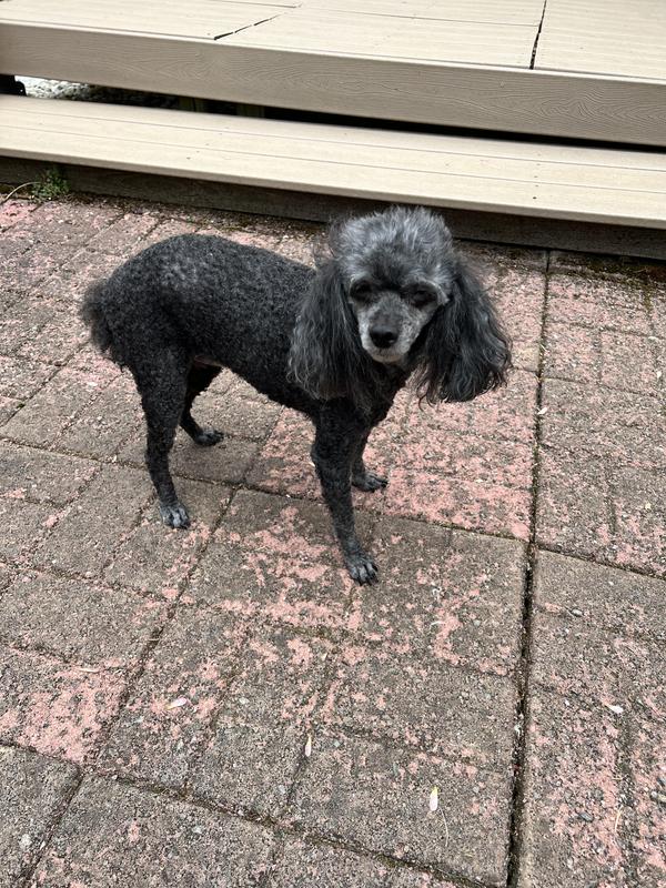 THEOPHYLLINE COMPOUNDED Chicken Flavored Bisect Tablet for Dogs & Cats ...