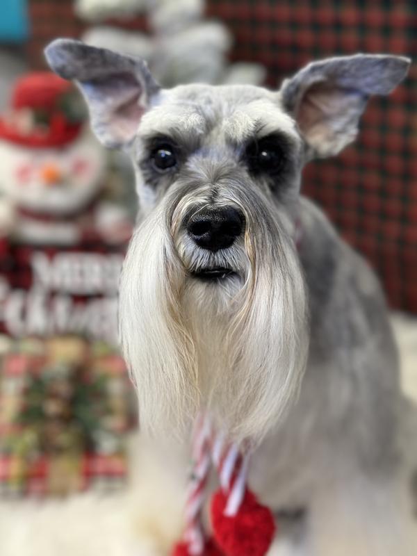 MERCK Insulin Syringes U-40 0.5-in x 29G, 0.5-cc - Easy Refills | Chewy Rx