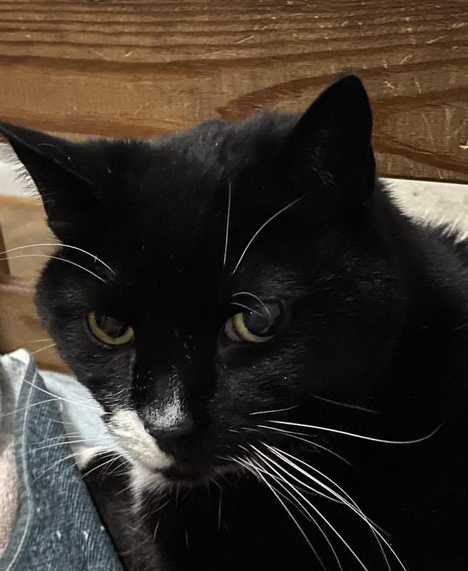 ELURA (capromorelin oral solution) for Cats, 20 mg/mL, 15 mL - Easy ...