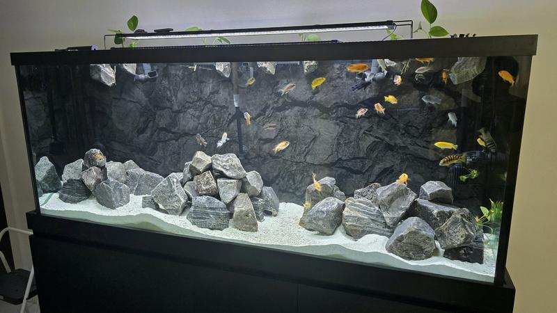 Temporarily Unavailable - UNDERWATER GALLERIES Big Rock Box Aquarium ...