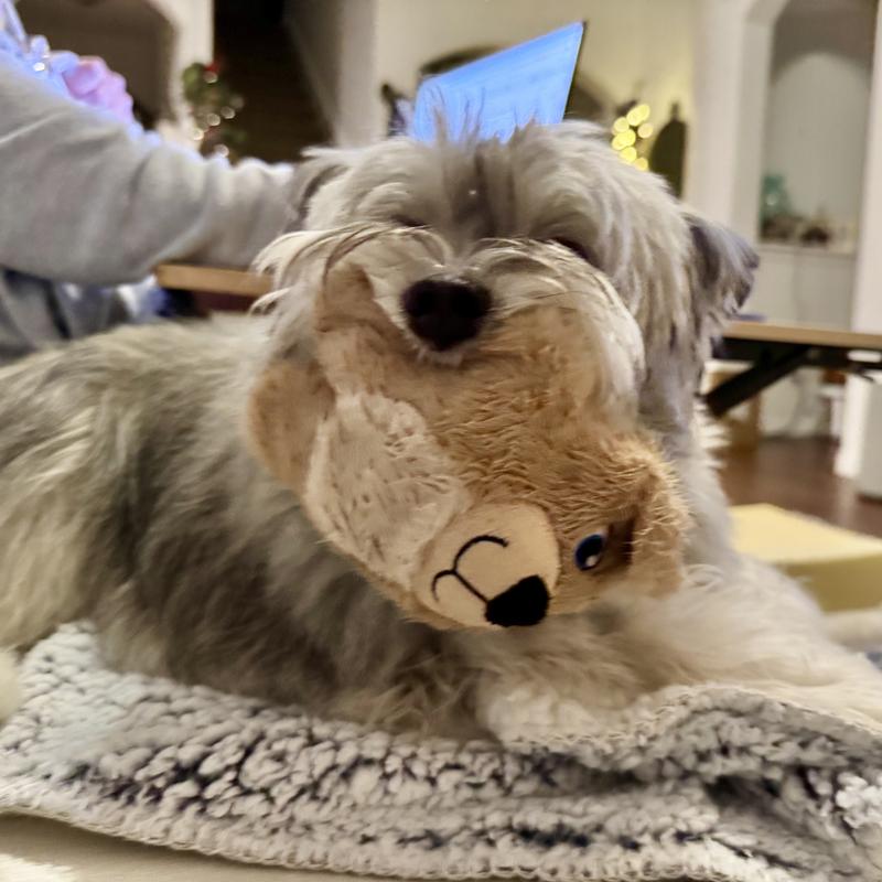 KONG Snuzzles Kiddos Teddy Bear Tough Squeaky Dog Plush Toy, Beige ...