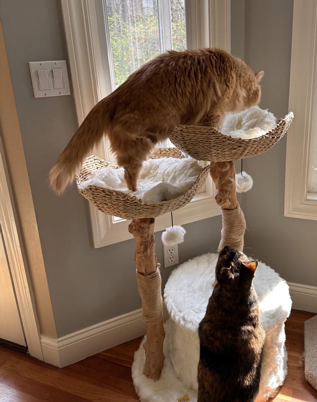 MAU Cento 46-in Modern Wooden Cat Tree & Condo, Brown - Chewy.com