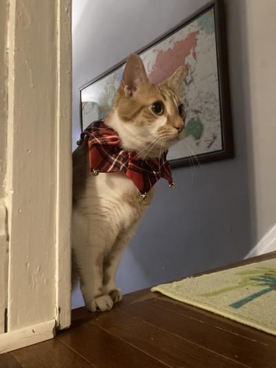 FRISCO Red Plaid Cat Ruffle Collar with Bells, One Size - Chewy.com