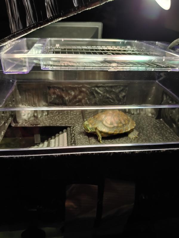 PENN-PLAX Turtle Topper Above Tank Basking Platform, 14-in - Chewy.com
