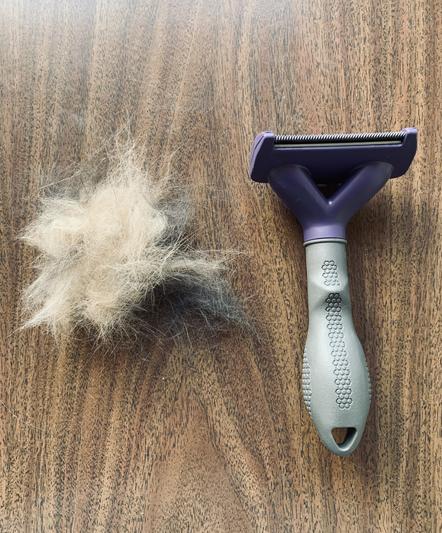 FURMINATOR Short Hair Cat Deshedding Tool, Purple, Medium - Chewy.com