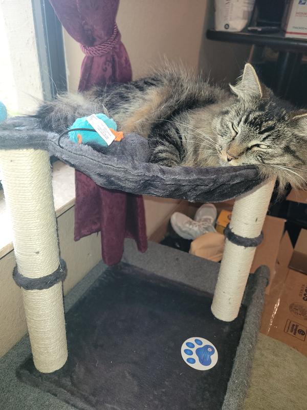 BOXIECAT Glo Corn Clumping Cat & Kitty Litter, 16.5-lb bag - Chewy.com