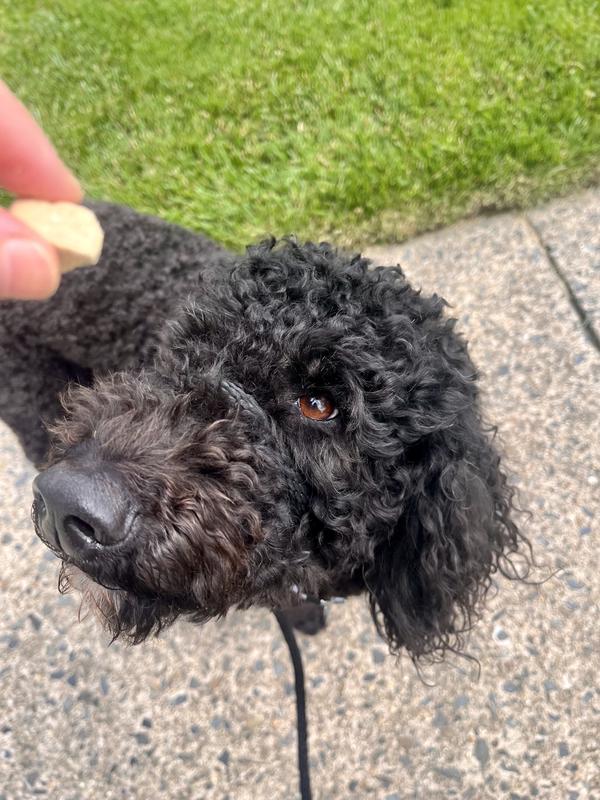 HEATHER'S HEROES The Sidekick Transitional Dog Training Leash, Blue ...