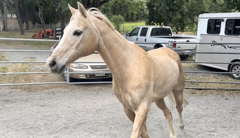 EQUIOXX (Firocoxib) Tablets for Horses, 30 Tablets, 57 mg - Chewy.com