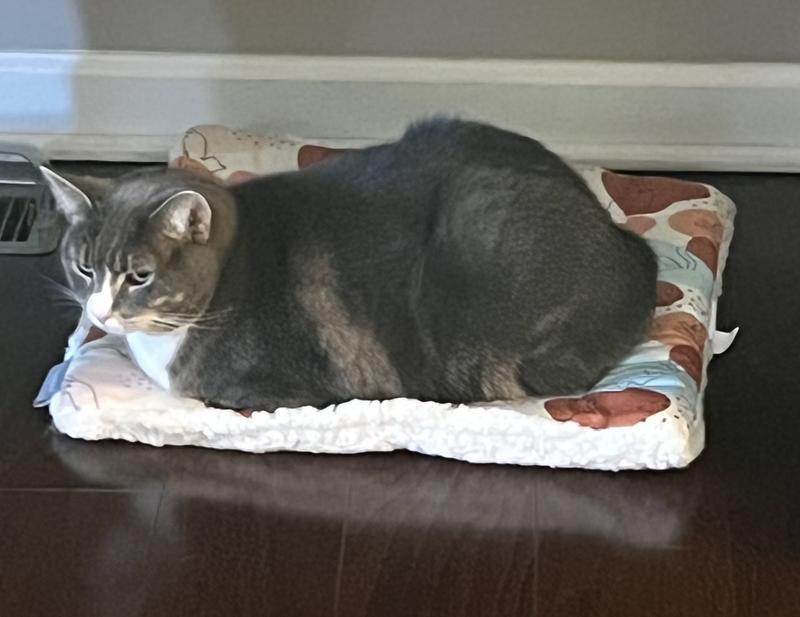 FRISCO Reversible Square Cat Pad, Calico Cat - Chewy.com