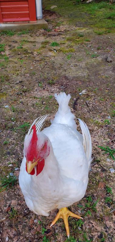 SAFE-GUARD AquaSol Dewormer for Chickens, 3-mL bottle - Chewy.com