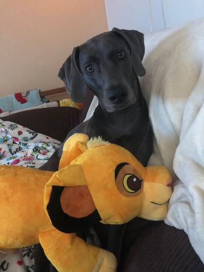 DISNEY Simba Jumbo Plush Squeaky Dog Toy - Chewy.com