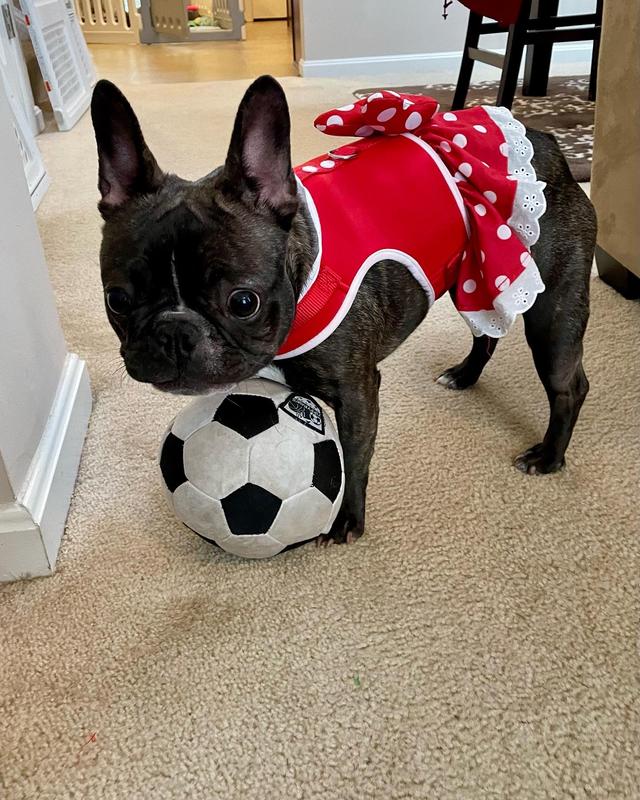 ZIPPYPAWS SportsBallz Soccer Dog Toy - Chewy.com