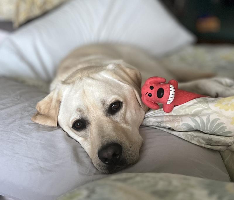 MULTIPET Loofa "Ruff" Latex Squeaky Dog Toy, Color Varies - Chewy.com