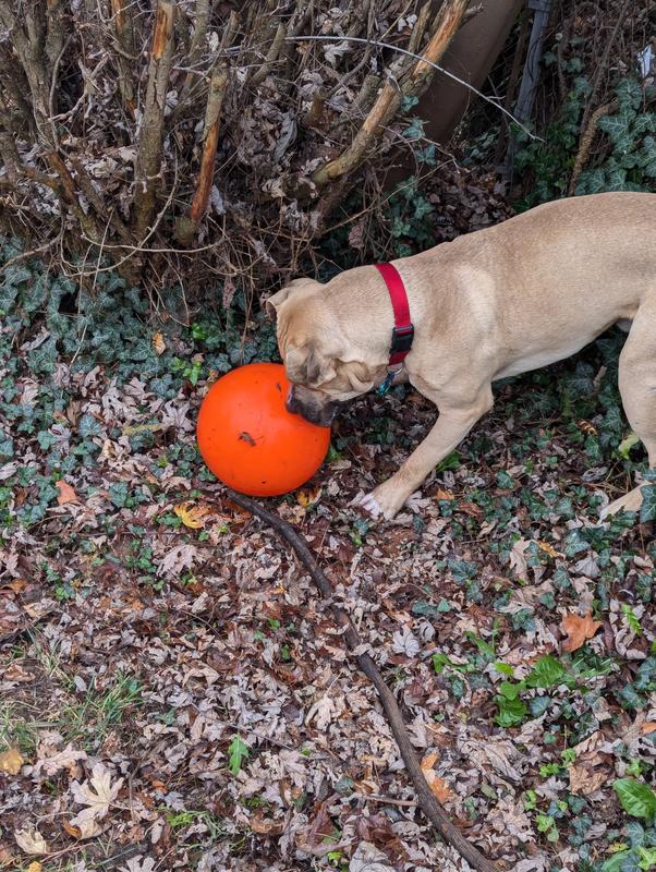 THE VIRTUALLY INDESTRUCTIBLE BALL Dog Toy, Color Varies, 14-in - Chewy.com