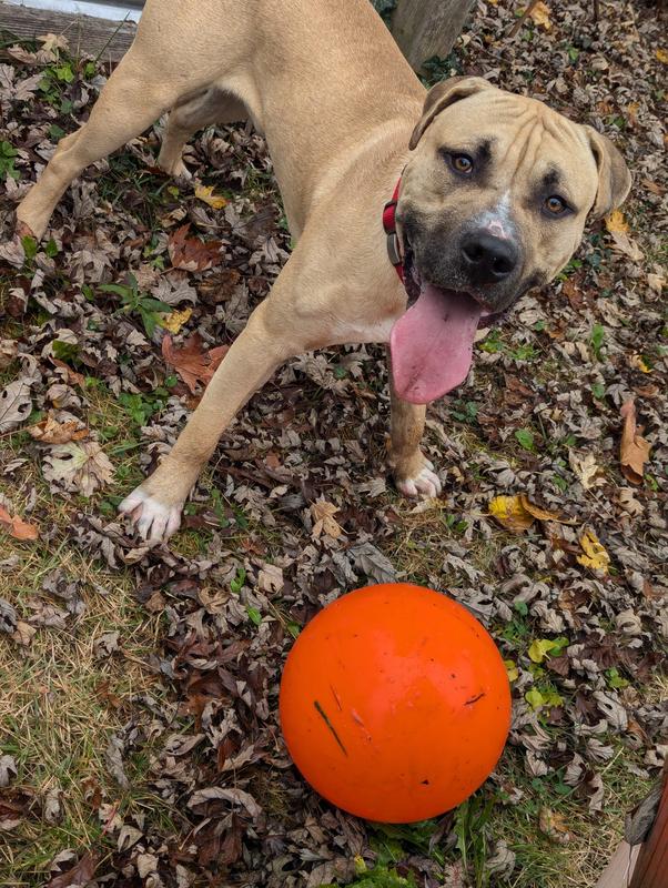 THE VIRTUALLY INDESTRUCTIBLE BALL Dog Toy, Color Varies, 14-in - Chewy.com