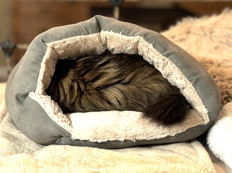 Out of Stock - ETHICAL PET Sleep Zone Cuddle Cave Cat & Dog Bed, 22-in ...