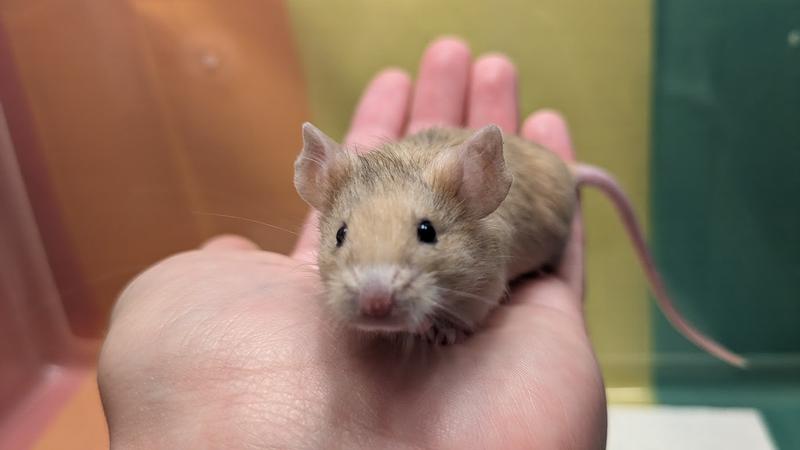 OXBOW Essentials Regal Rat Adult Rat Food, 3-lb bag - Chewy.com