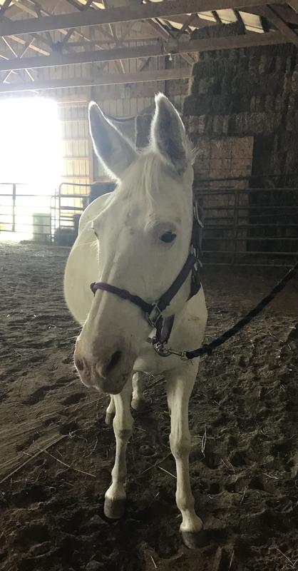 THYRO-L (levothyroxine sodium) Powder for Horses, 1-lb - Easy Refills ...