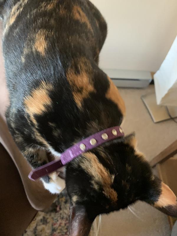 FRISCO Punk Velvet Cat Collar, Black - Chewy.com