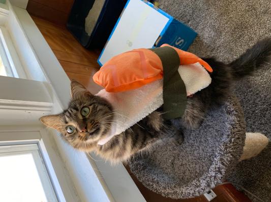 RUBIE'S COSTUME COMPANY Sushi Dog & Cat Costume, Small - Chewy.com