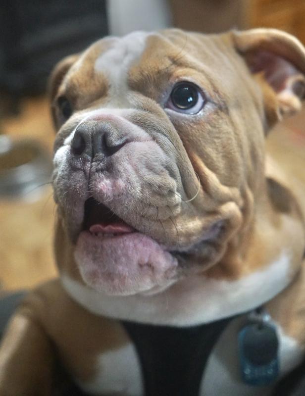 JINX Beef & Bananas Soft & Chewy Dog Treats, 4-oz bag, 2 count - Chewy.com