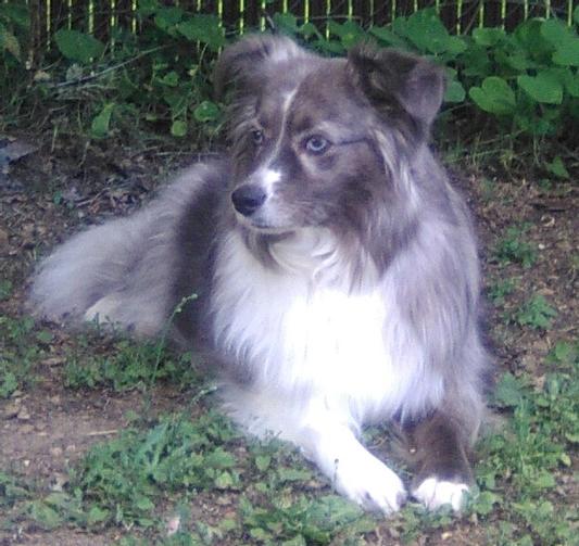 HILL'S PRESCRIPTION DIET c/d Multicare + Metabolic, Urinary + Weight ...