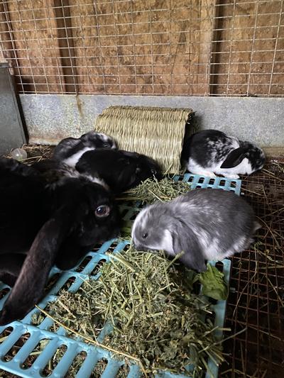 OXBOW Timothy Club Tunnel Small Animal Hideout - Chewy.com