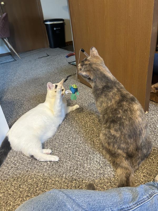 KONG Connects Angler Door Teaser Cat Toy with Catnip, Champagne - Chewy.com