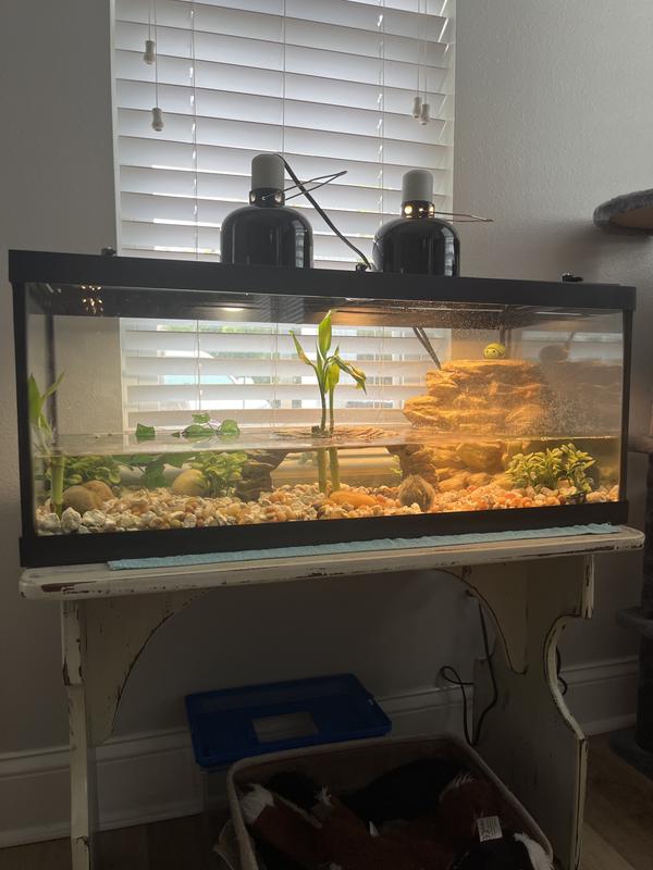 TETRAFAUNA Aquatic Turtle Deluxe Aquarium Kit, 20-gal - Chewy.com