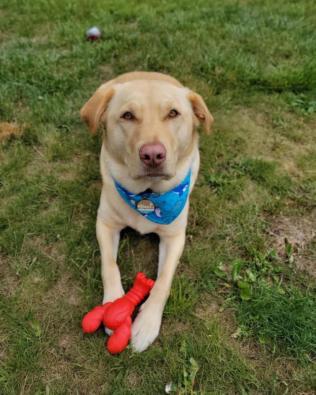 NYLABONE Power Chew Lobster Dog Toy Filet Mignon, X-Large - Chewy.com