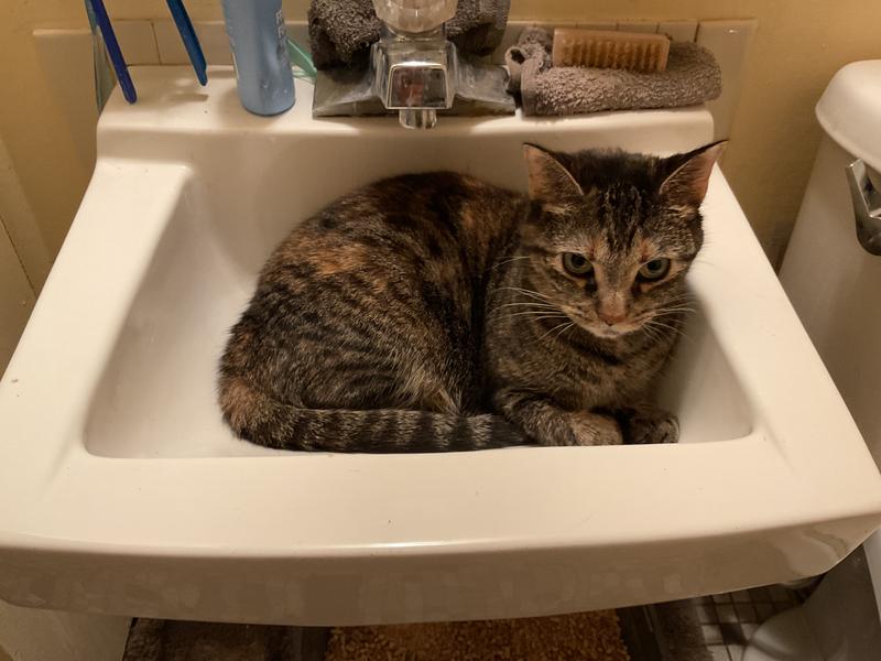 FELIWAY Optimum Cat Diffuser Refill, 3 count - Chewy.com