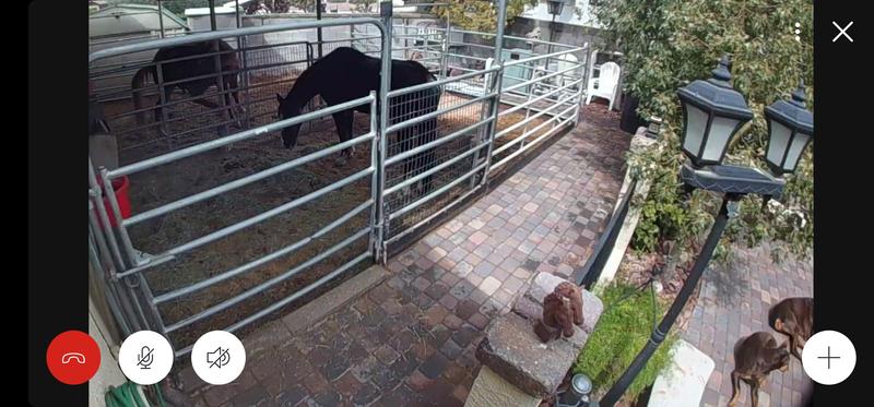 EQUIOXX (Firocoxib) Tablets for Horses, 30 Tablets, 57 mg - Chewy.com