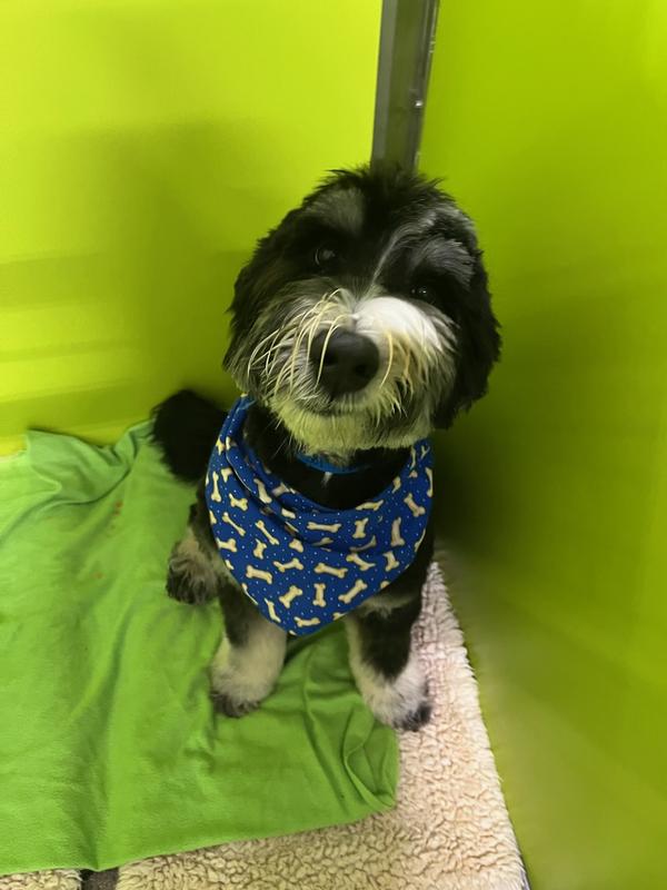 VIOKASE-V Powder for Dogs & Cats, 12-oz - Easy Refills | Chewy Rx