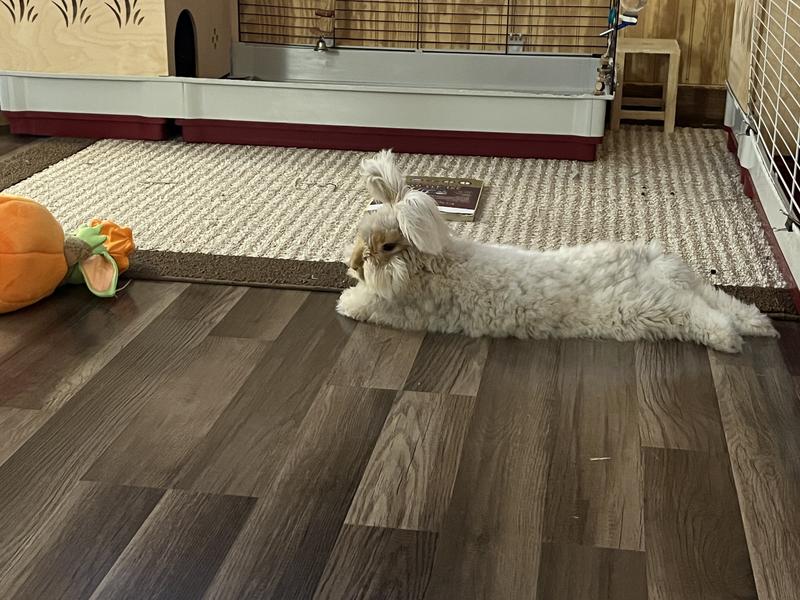 KENT / BLUE SEAL Home Fresh Pro Hutch 16 Pellet Rabbit Food, 25-lb bag ...