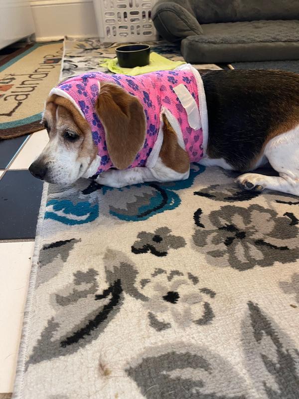 BALTO Rigid Dog Neck Brace, Medium - Chewy.com