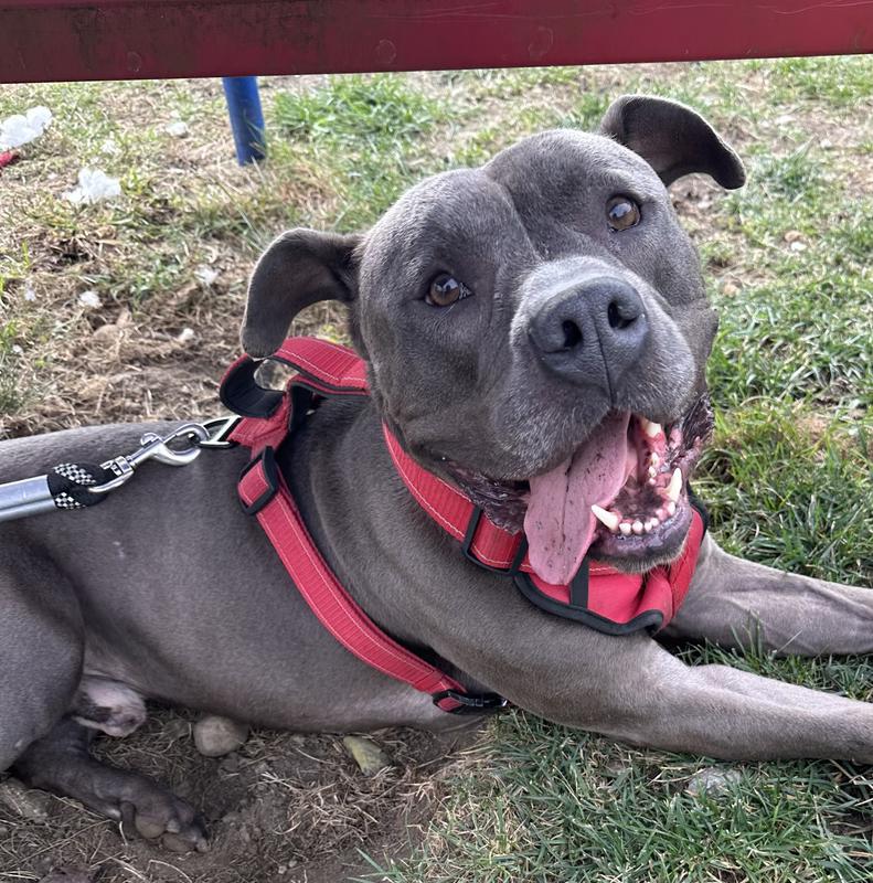 BOUSNIC 1000-ft Remote Waterproof Electric Dog Training Collar, Grey, 1 ...