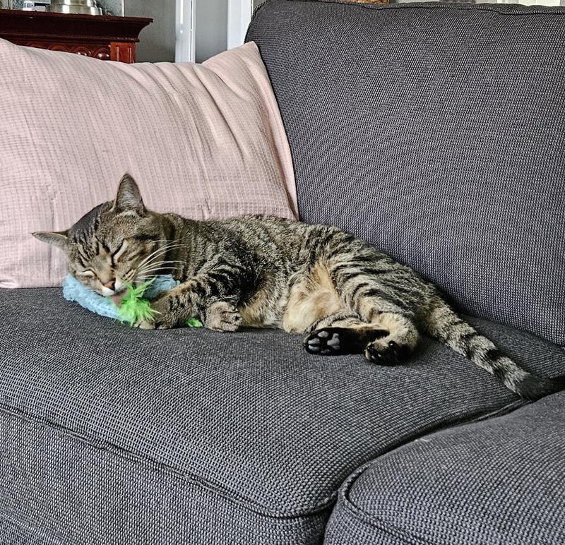 CATSTAGES Purr Pillow Snoozin' Sloth Calming Plush Cat Toy - Chewy.com