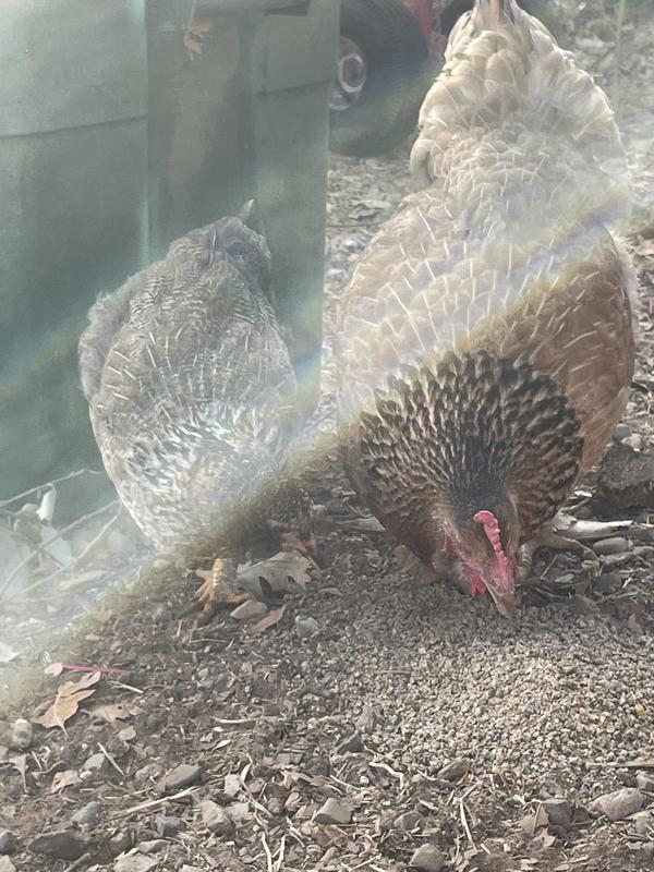 HEN UP Starter Grower Organic Non-GMO 18% Protein Chicken Feed, 25-lb ...