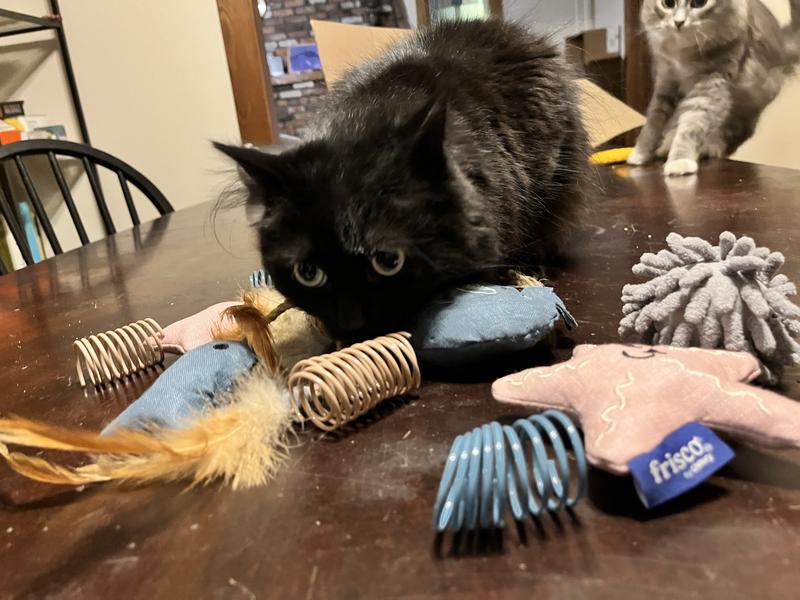 FRISCO Sea Creatures Variety Pack Cat Toy with Catnip, 12 count - Chewy.com