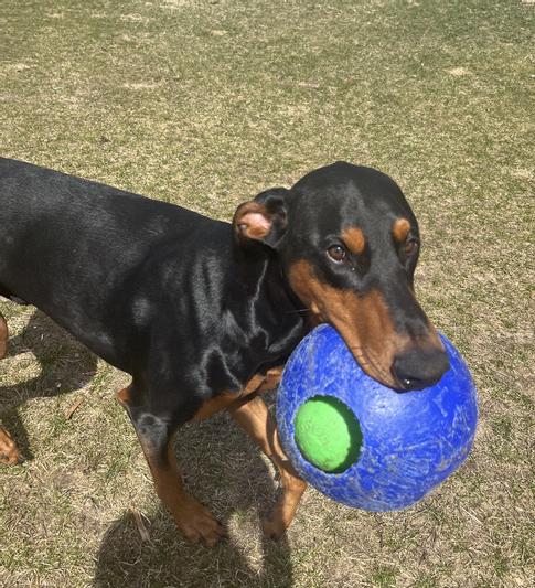 JOLLY PETS Teaser Ball Dog Toy, Blue, 8-in - Chewy.com